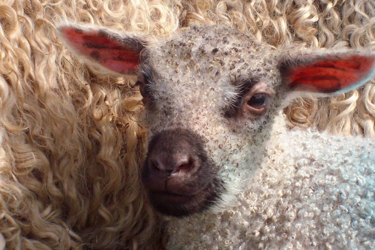 The Fuffins at Hunting Hall - Sawday's