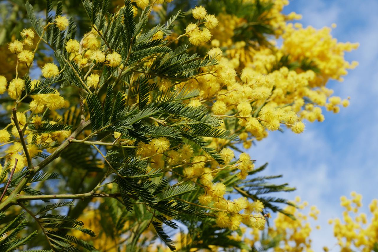 Mimosa Cottage - Sawday's