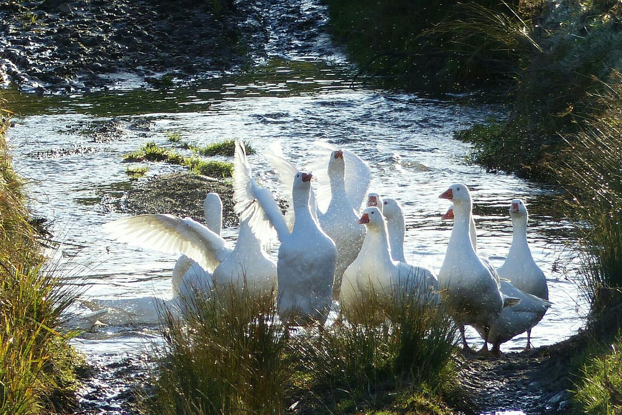 The Fuffins at Hunting Hall - Sawday's