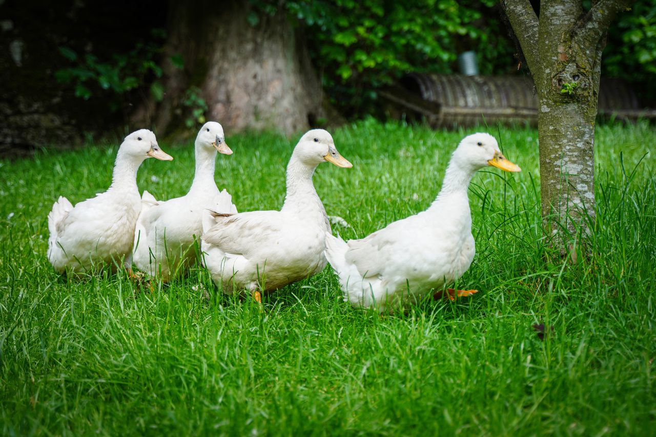 Church Farm Cottage, Church Farm - Sawday's