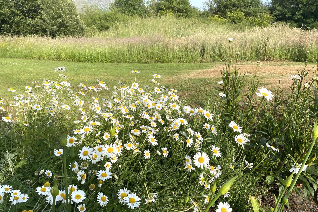Sea Meadow - Sawday's