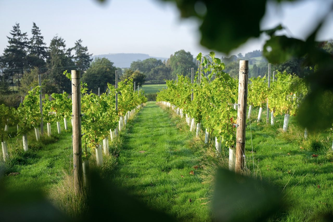 Highbrook Cottage - Sawday's