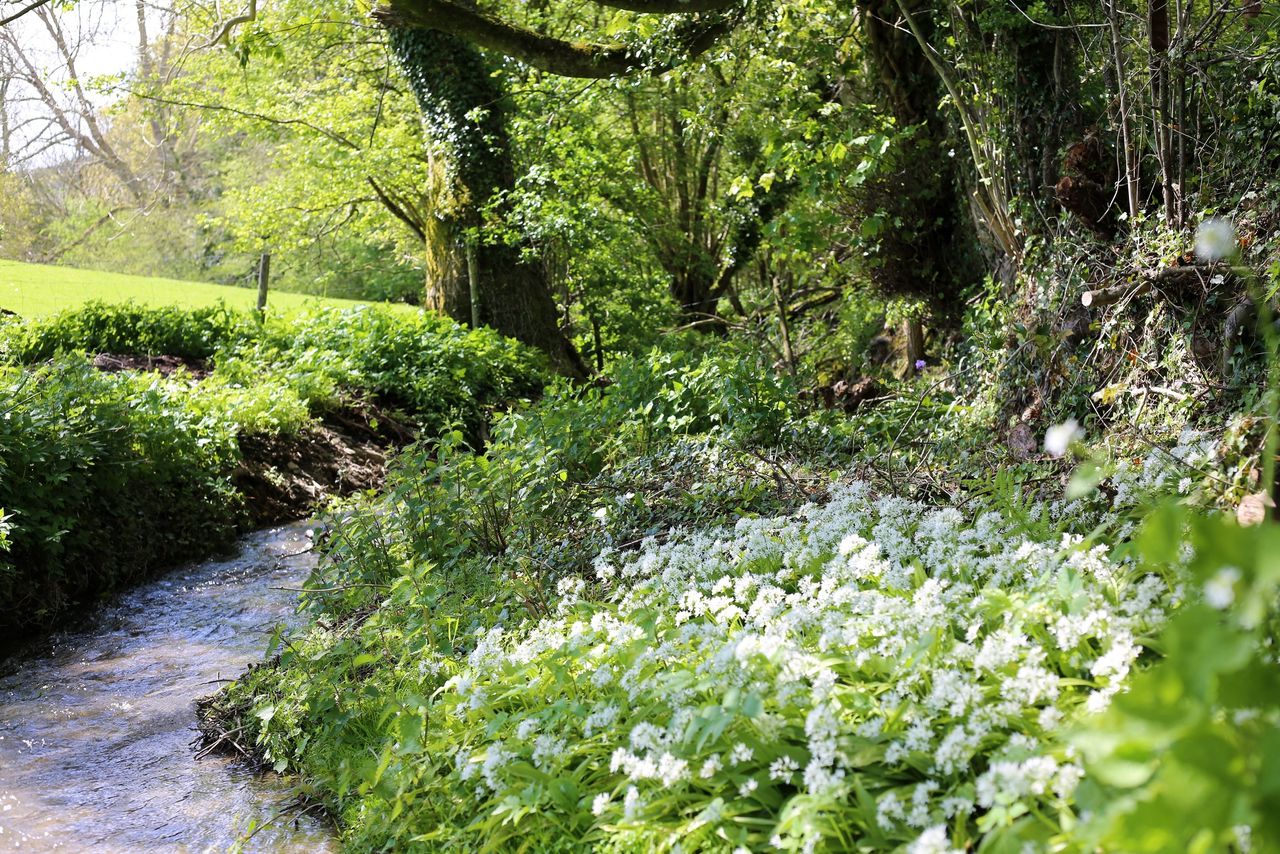 Highbrook Cottage - Sawday's