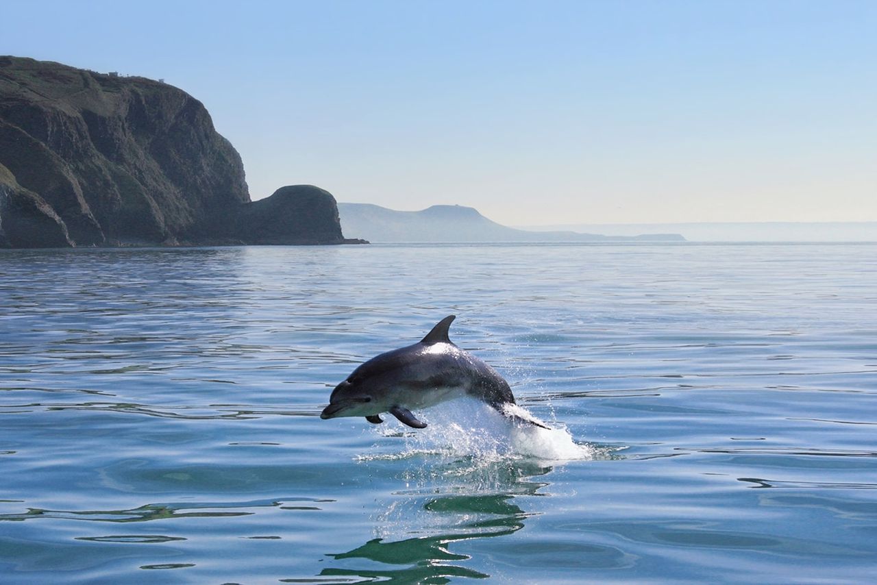 Nyth Fach - Sawday's