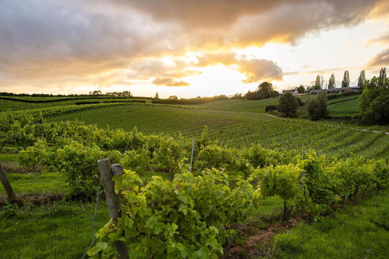Three Choirs Vineyards - Sawday's