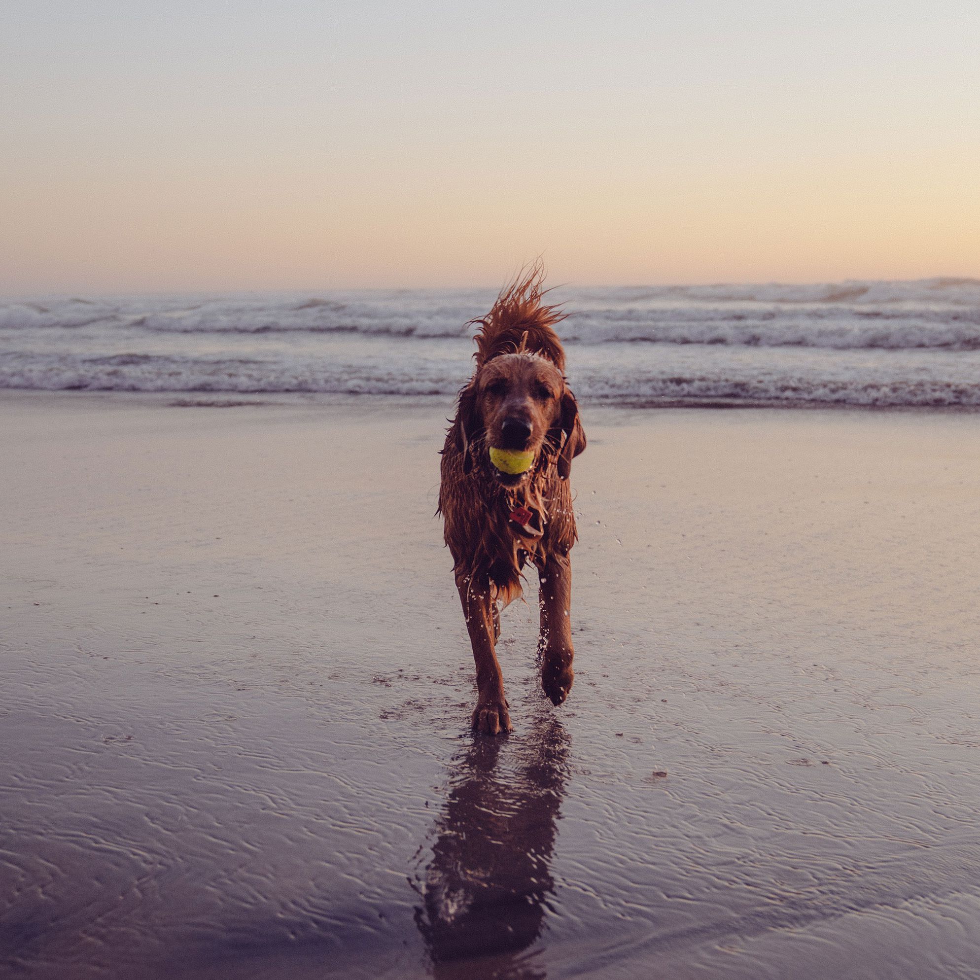 Dog friendly Places To Stay Sawday s dog-friendly-places-to-stay-sawday-s