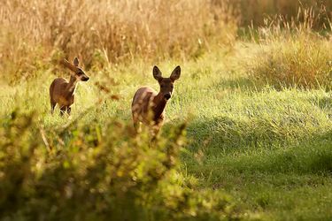 The Fuffins at Hunting Hall - Sawday's