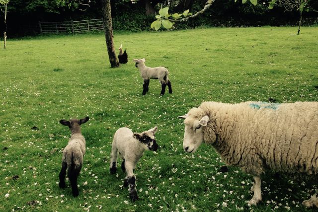 Sawday's special places in Cornwall | Sawday's